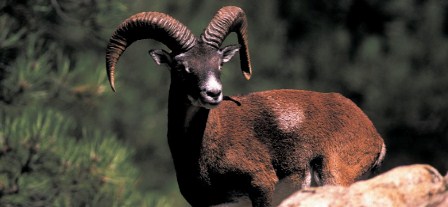 FAUNA SARDINIE | Sardegna Travel